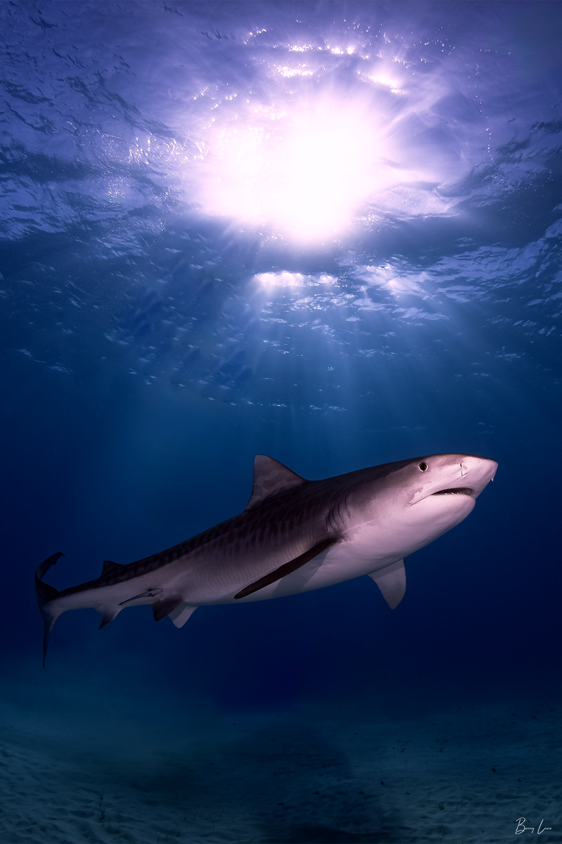 Sunny Tiger – Barry Lewis Fine Art Photography